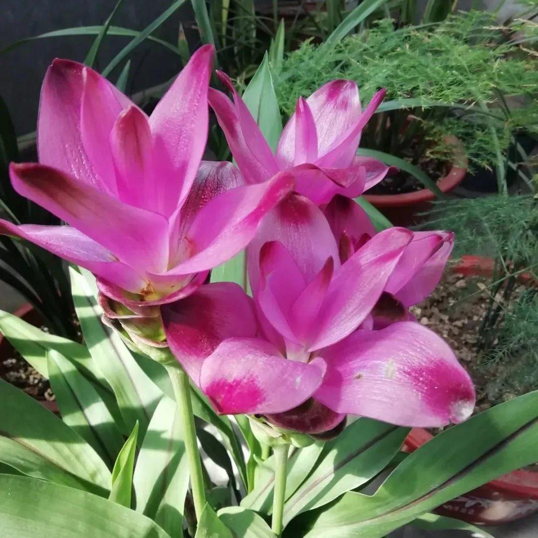 "Ginger in a pot" at home, blooming "Lotus", inserted in a vase, and ...