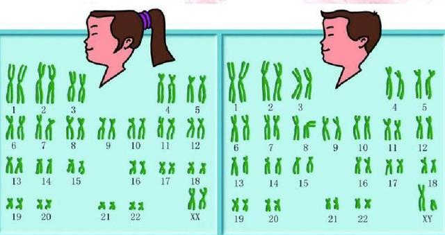 The male chromosome is XY, and the female is XX. What would a person ...