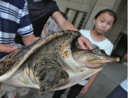 "Super giant soft-shelled turtles" were discovered in the wild and ...