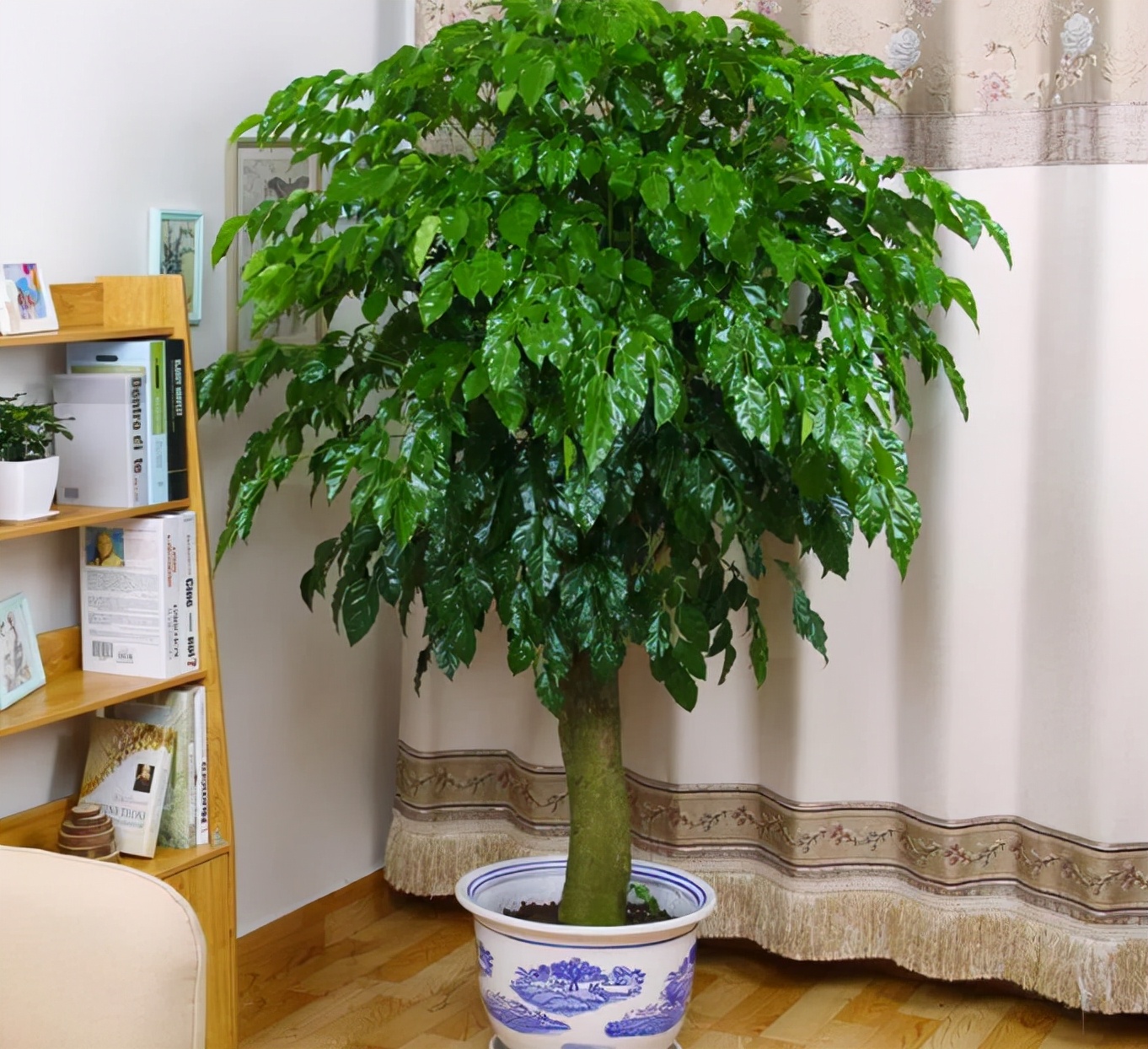 Growing green plants indoors, don't just think of the wealthy tree, the ...