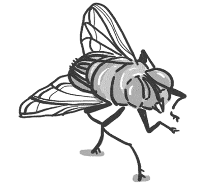 Why do flies always like to "rub their hands"?Would you screw your head ...