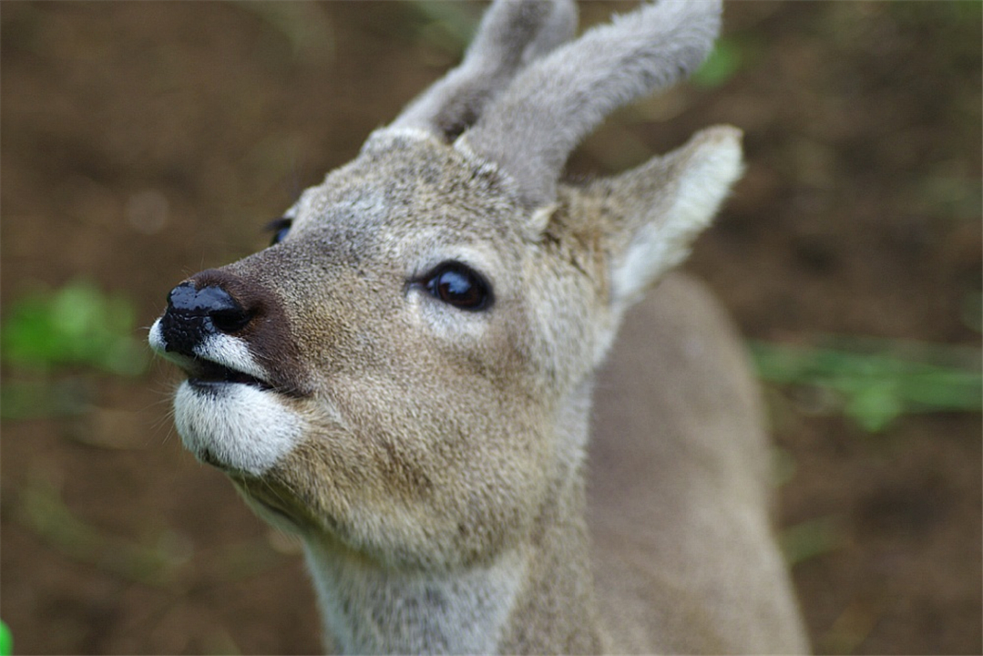 How silly is "Silly Roe Deer"? 3 big stupid performances make people ...