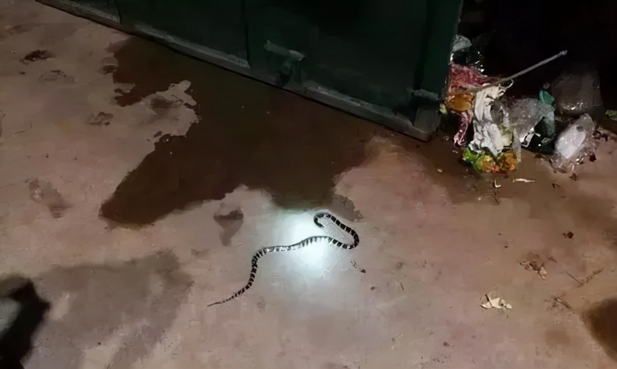 Dangerous!A highly poisonous silver ring snake was found in a house in ...