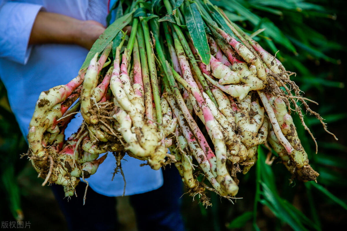 Talking about the local special product Tongling white ginger - iNEWS