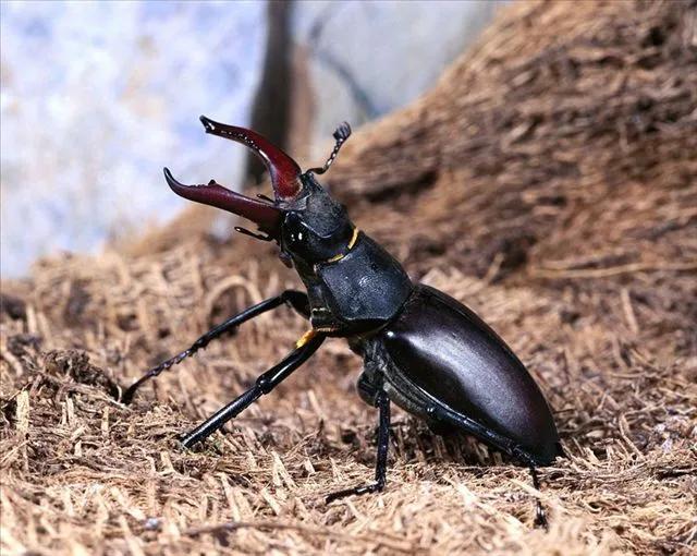Sky-high insects with antlers - iNEWS