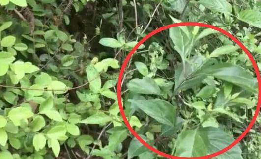 Immortal tofu, mountain food - iMedia