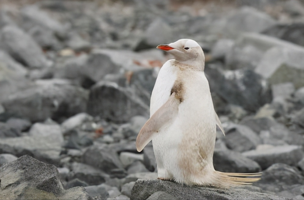 The world's first gold penguin appears, may be suffering from albinism ...