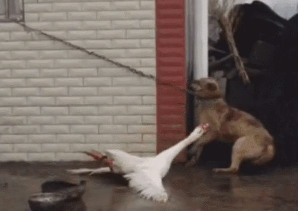 Why do snakes run away where there are geese, and goose dung can really ...