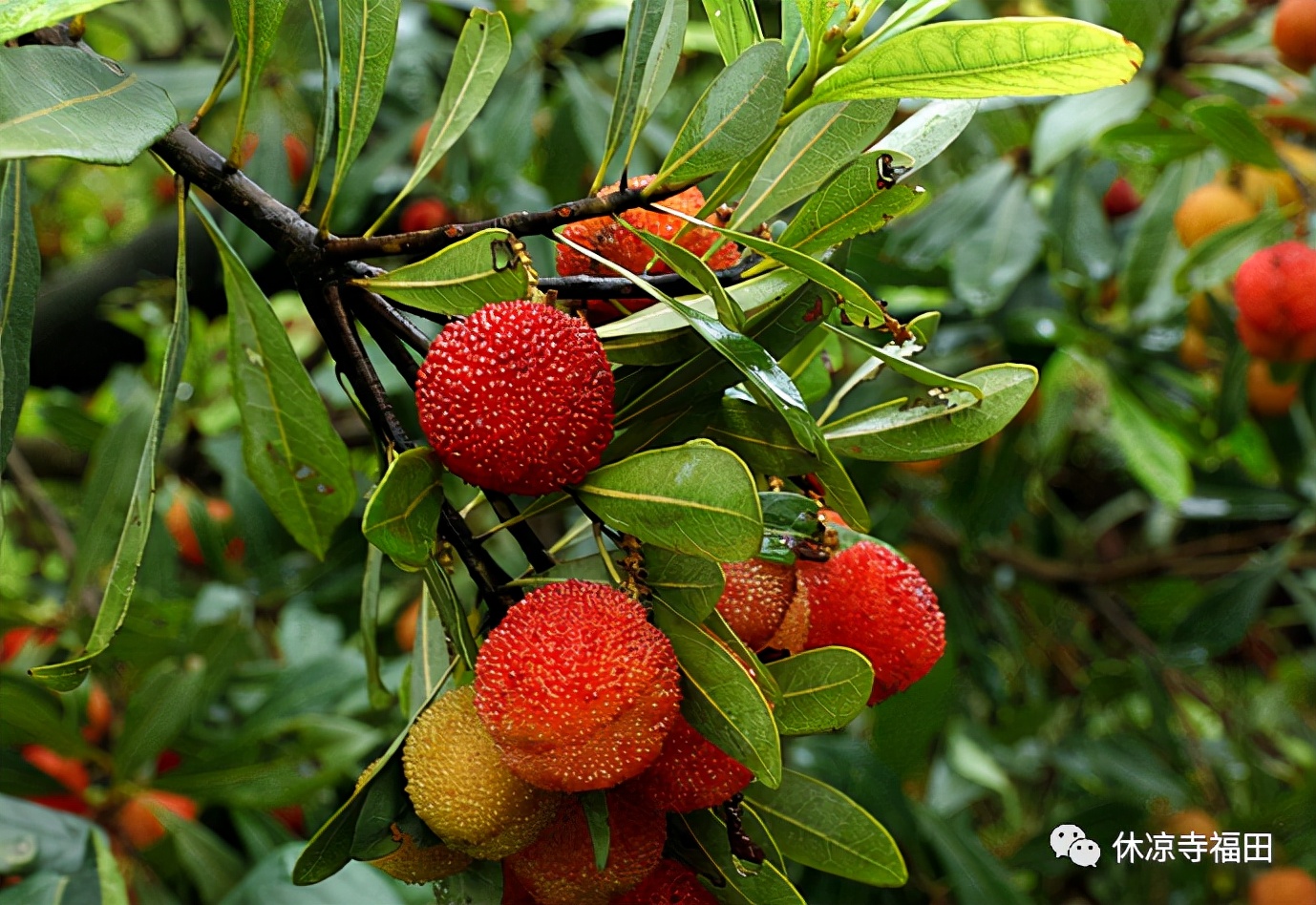 The legend of "Nine Lions and One Elephant" in Xianyan is the first ...