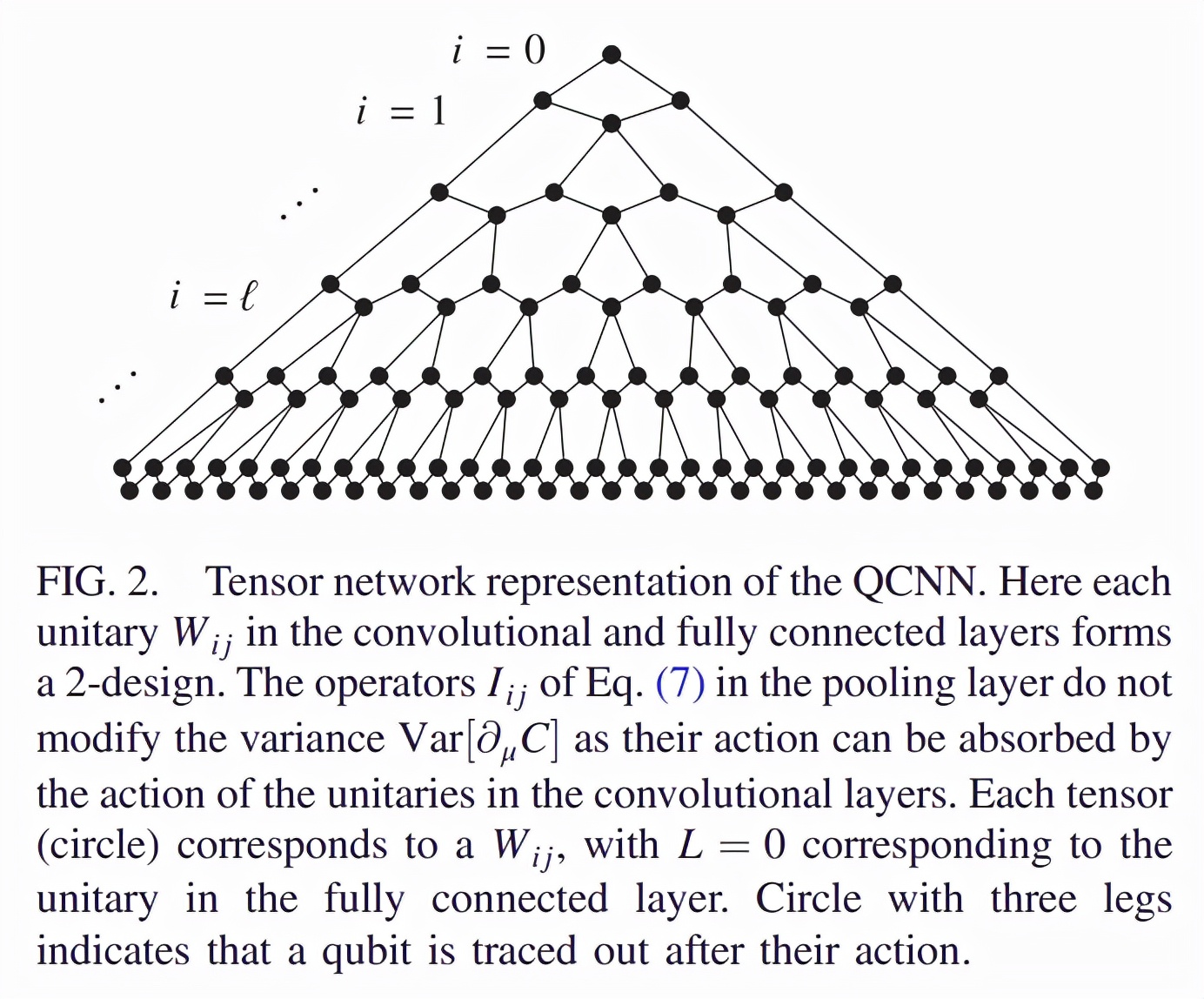 The "barren plateau" phenomenon in the quantum convolutional network is ...