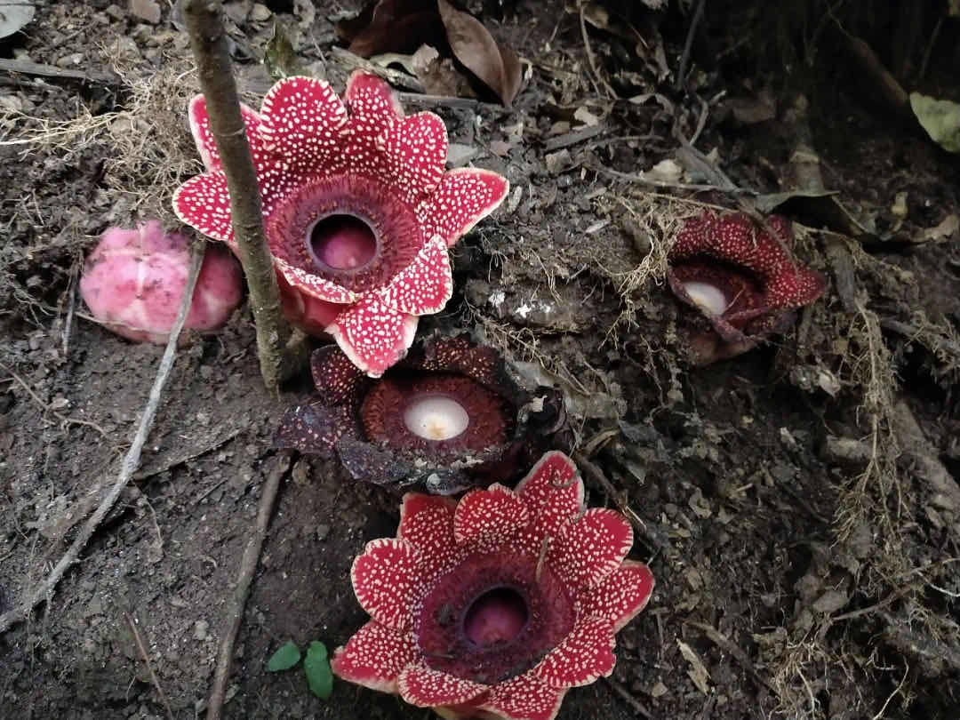 Rafflesia's stand up, popular science, don't be scared by the “horror ...