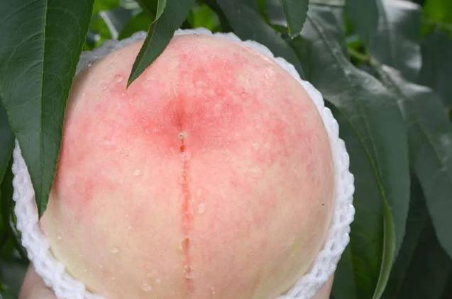It can be said that "the concentrated is the essence", Yangshan peaches ...