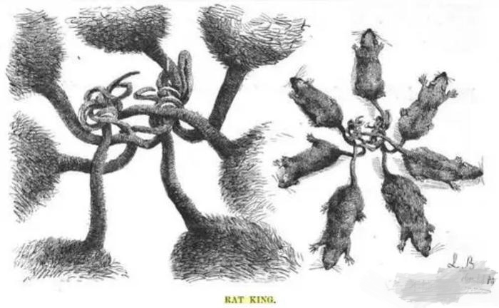 Geying people!What is the "Rat King Phenomenon"?13 mice have entangled tails and can only grow ...