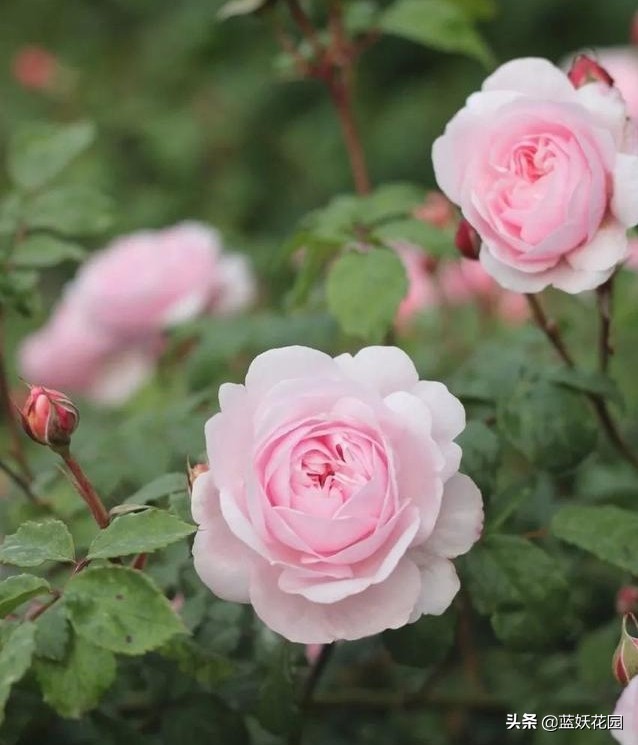 What's the matter with withered and deformed rose buds?These 3 points ...