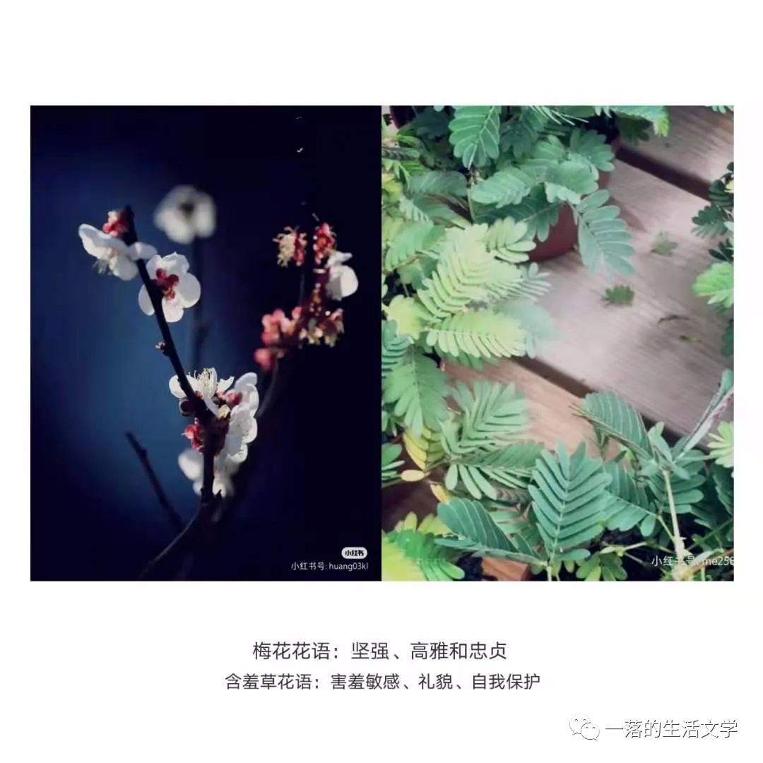 The guardian flower and dark flower of the twelve constellations - iNEWS