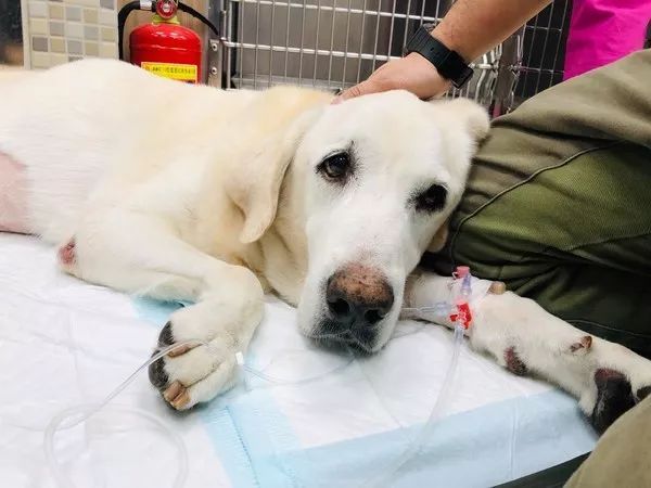 What's the matter with the skinny Labrador? - iNEWS