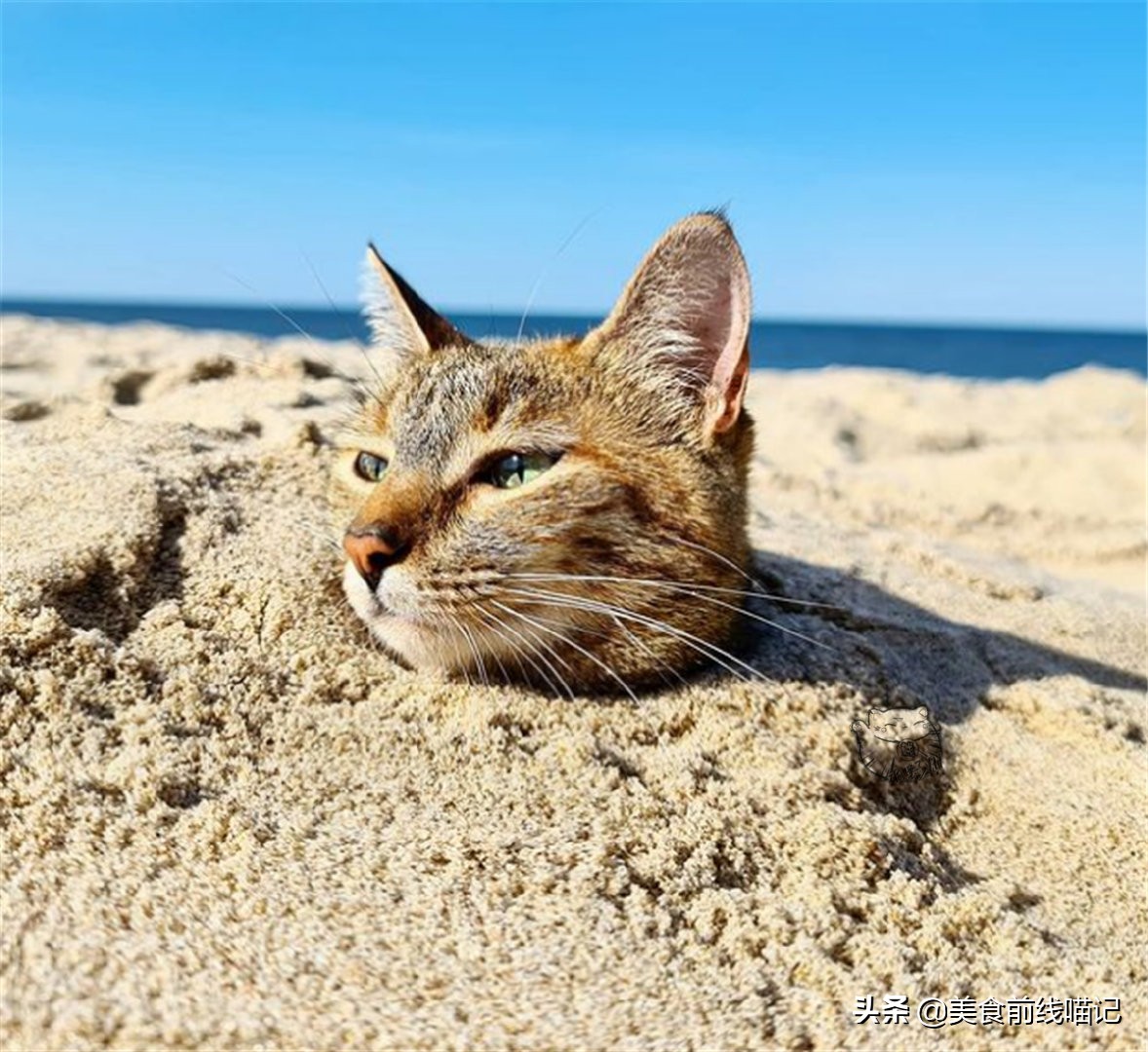 Meow and the athlete uncle traveled together and became inseparable ...