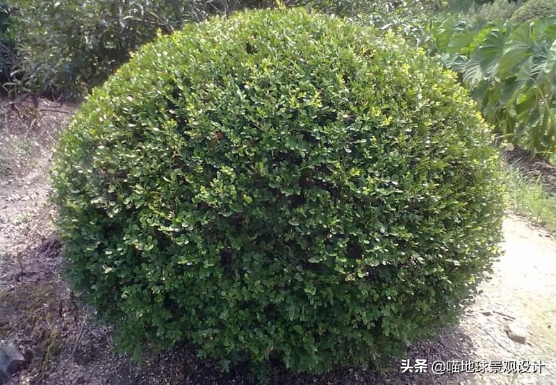 35 common ball shrubs, notes for garden practitioners - iNEWS