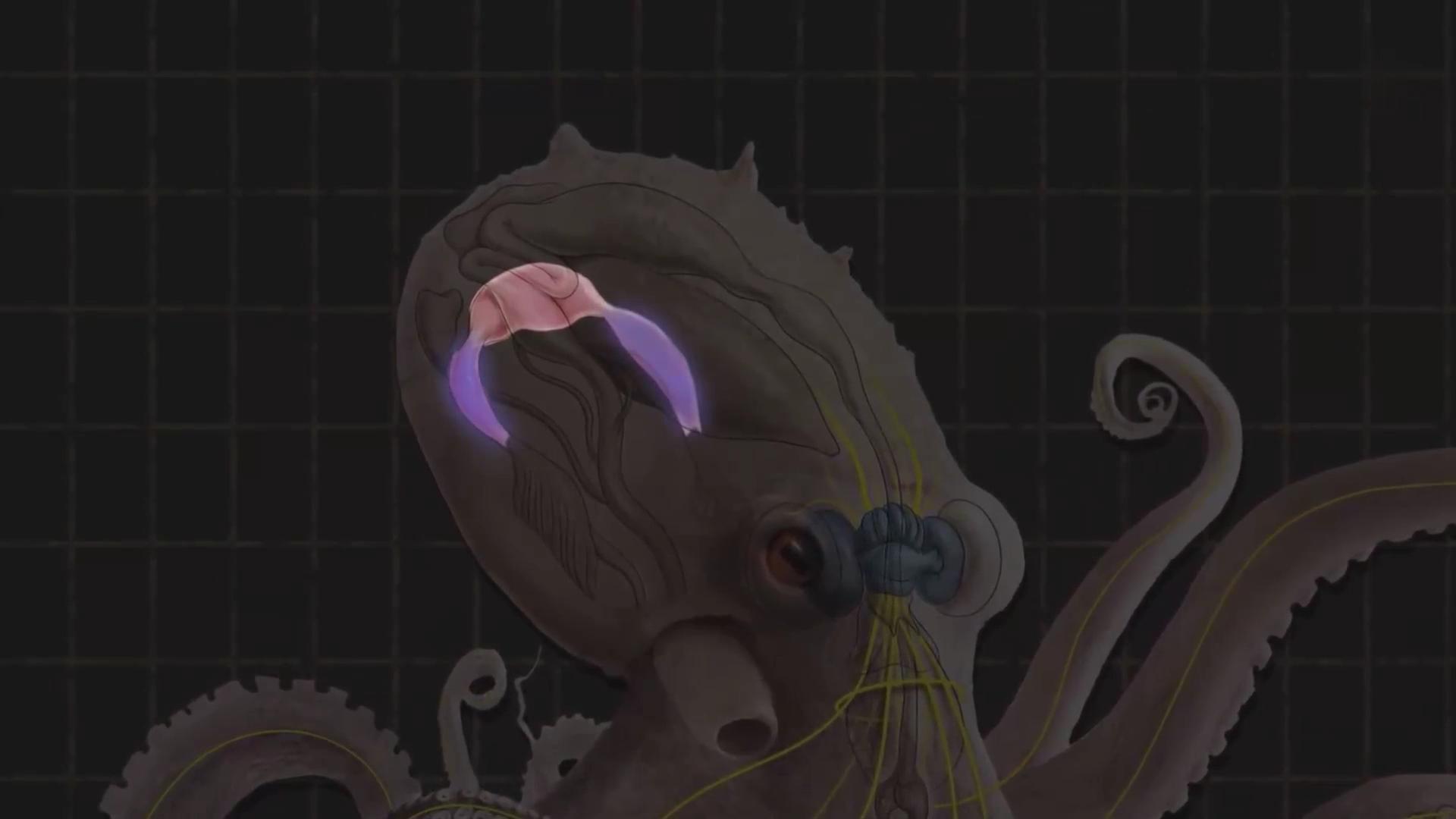 Octopus is an alien creature?Scientist: 3 hearts and 9 brains, octopus ...