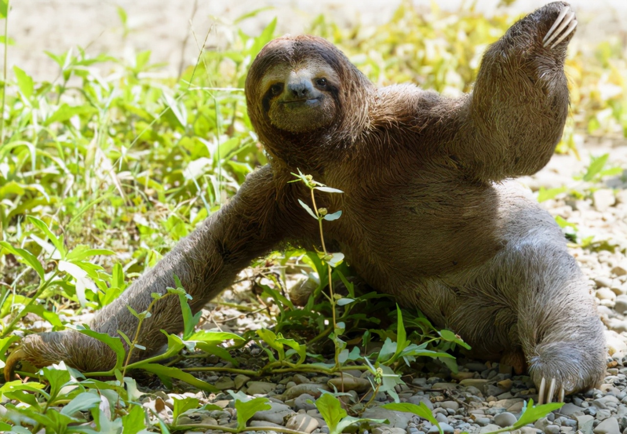 Sloths move very slowly, and the snake is accurate with one bite. Why ...
