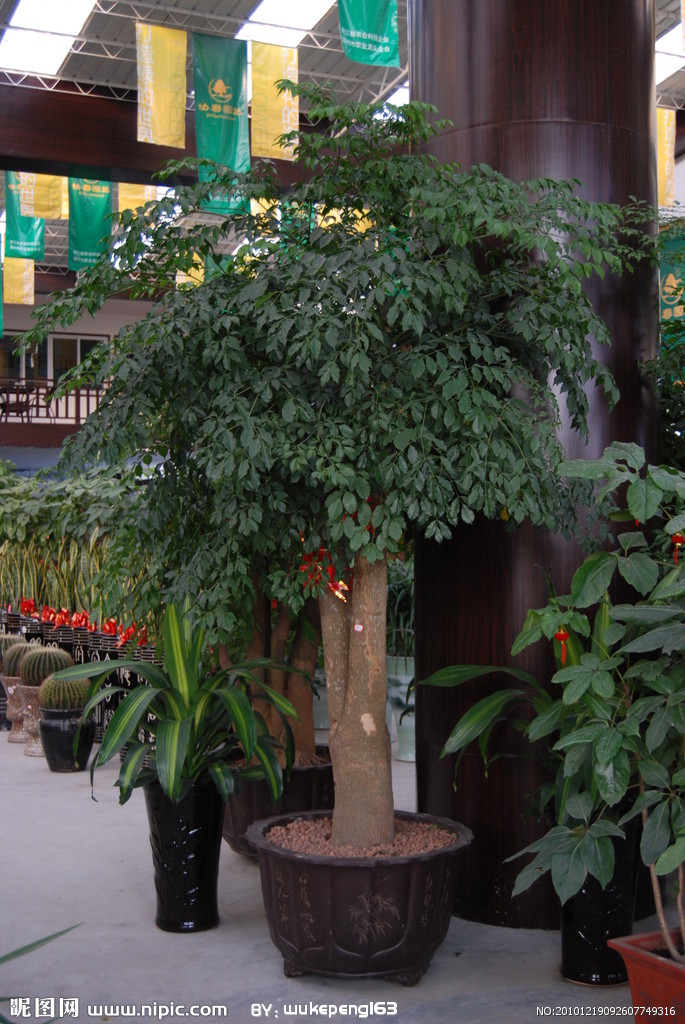 Happiness tree, a tree with a rustic scientific name but well received ...