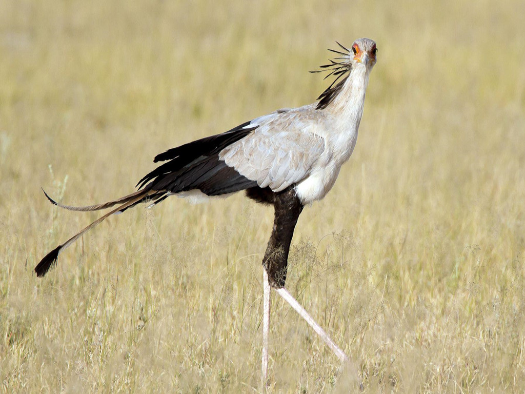 The nemesis of the African venomous snake: Secretary Eagle dances the ...