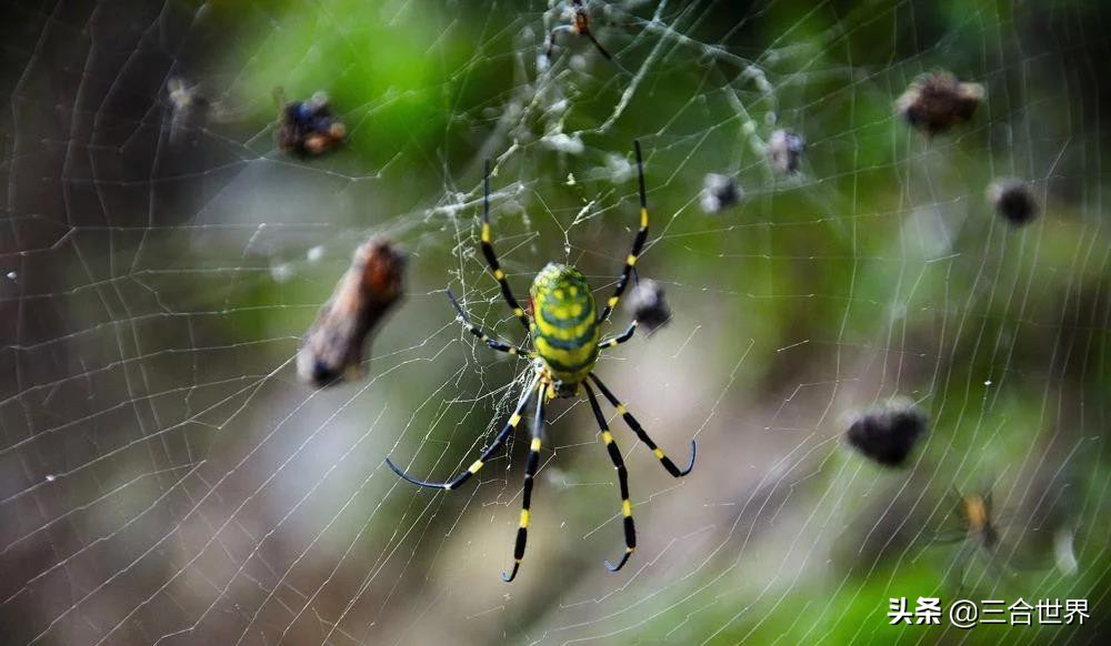 The ten most hungry animals in the world - iNEWS