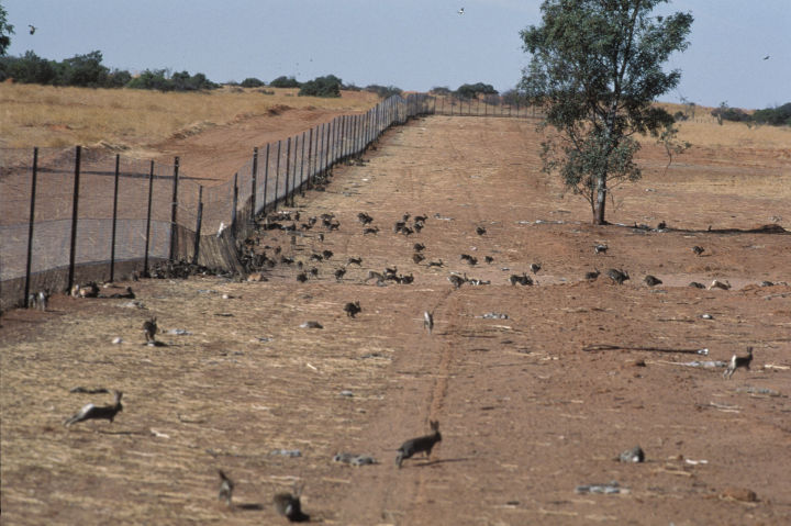 Australian Rabbit Wars for a hundred years, hundreds of billions of ...