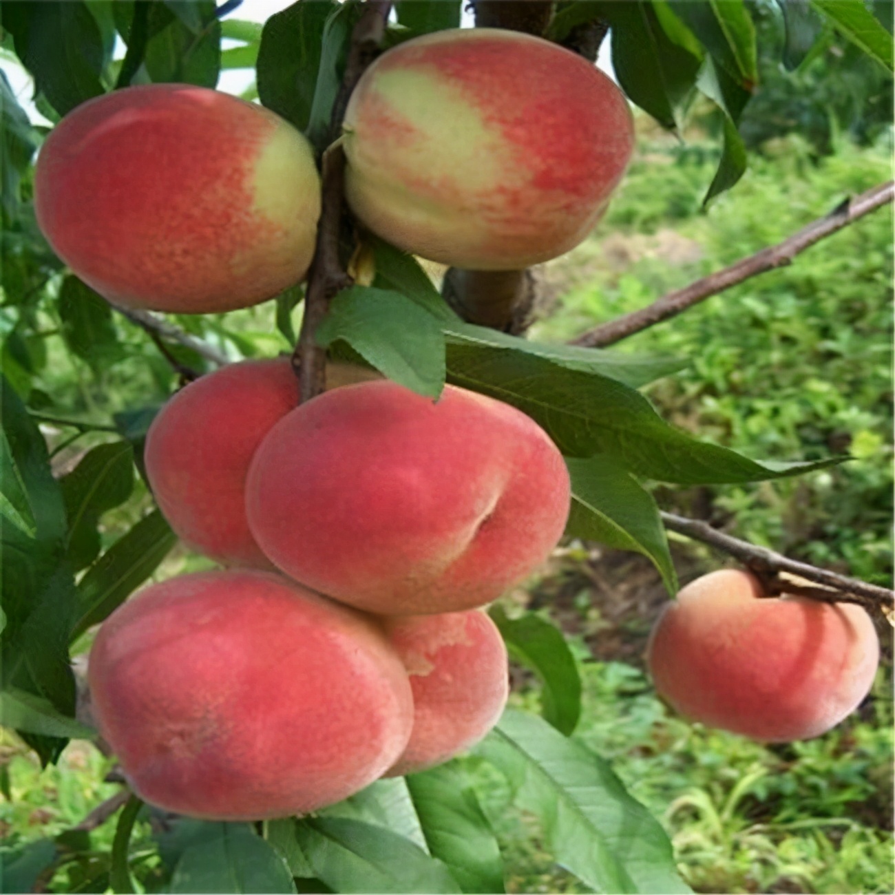 Zhang Daoling tried Zhao Sheng seven times. It's not that easy to ...