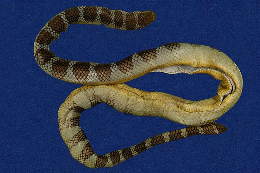The highly venomous sea snake turned into a dried snake in the hands of ...