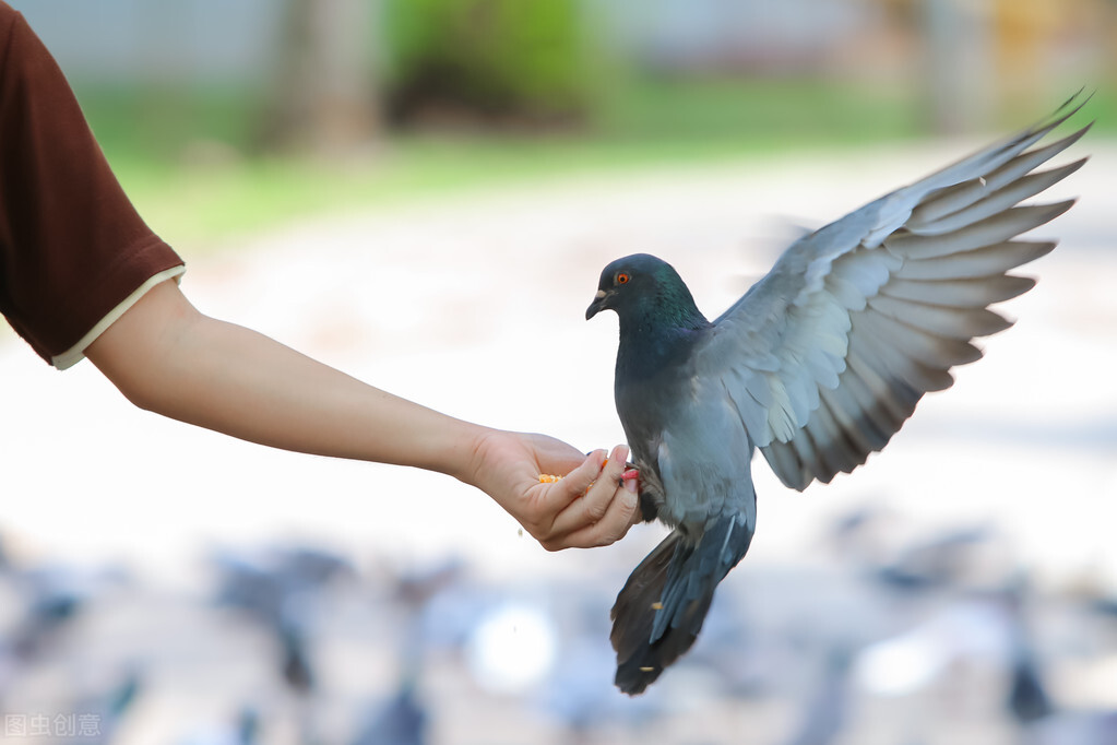 12 facts about the pigeon world - iNEWS
