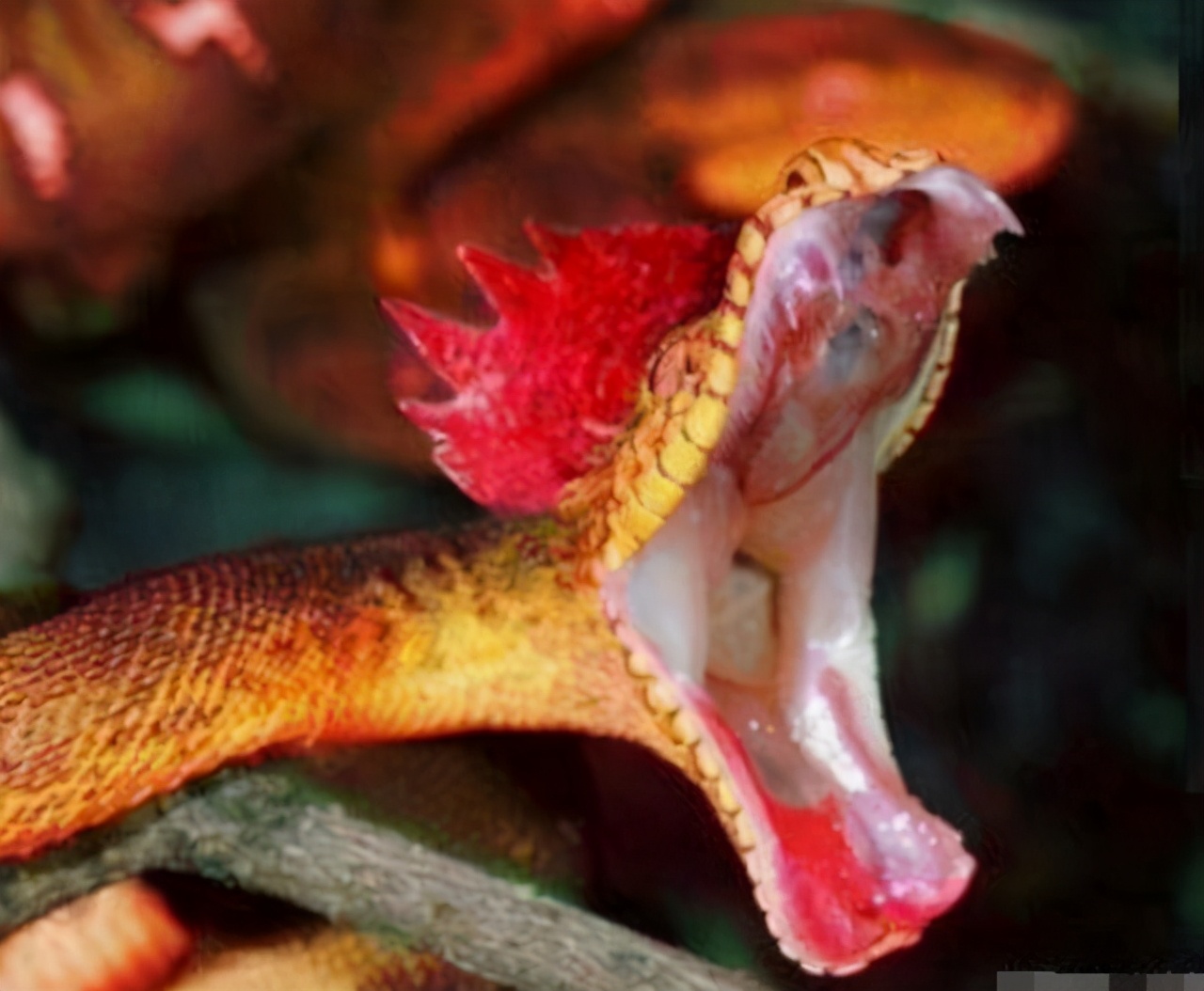 Does the legendary "cockscomb snake" really exist?After listening to my ...