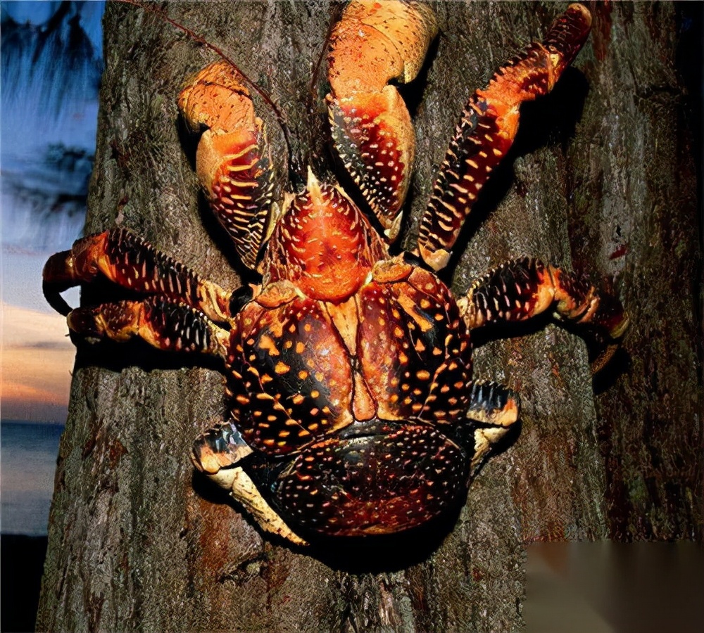 A coconut crab that can grow coconuts and climb trees. It looks very ...