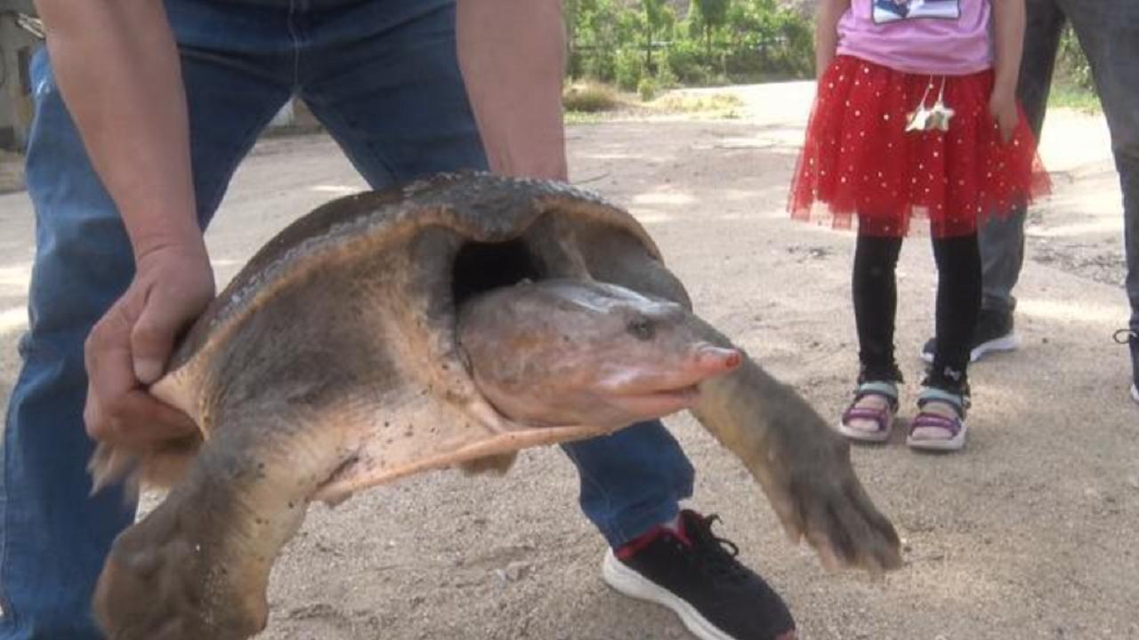 "Super giant soft-shelled turtles" were discovered in the wild and ...