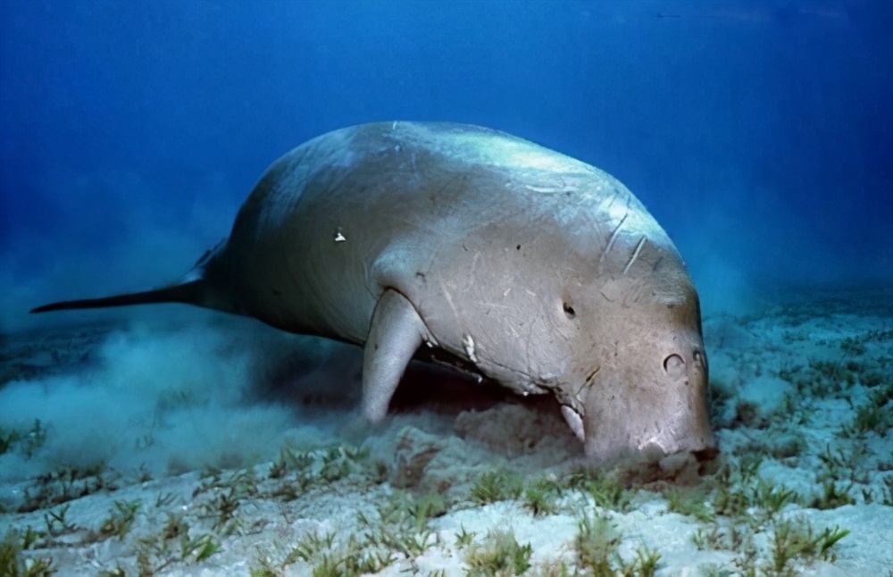 Just to April 2021, over 430 manatees died, or is it a warning against ...