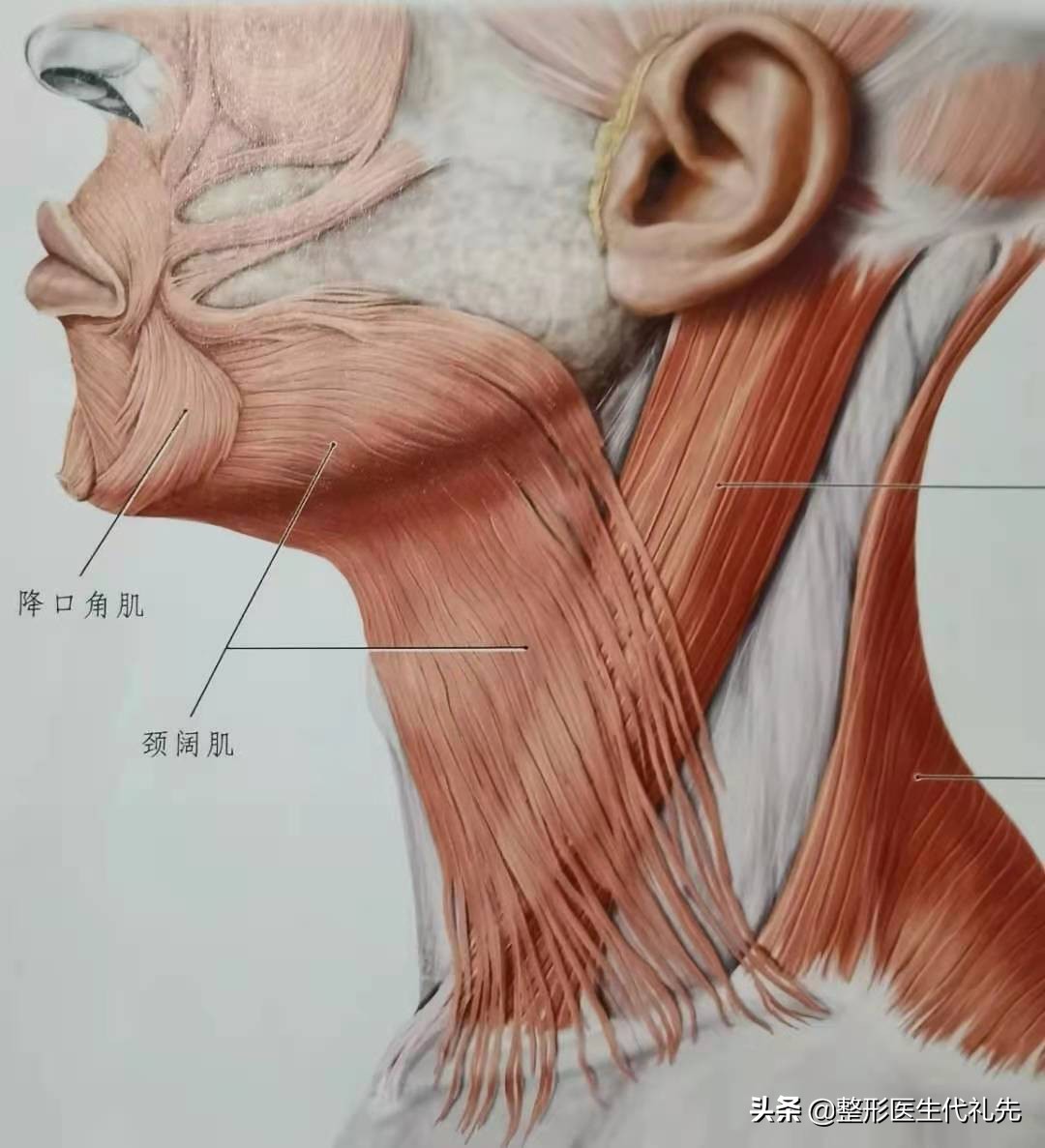 The mandible margin is tightened and rejuvenated, and the girl line is ...