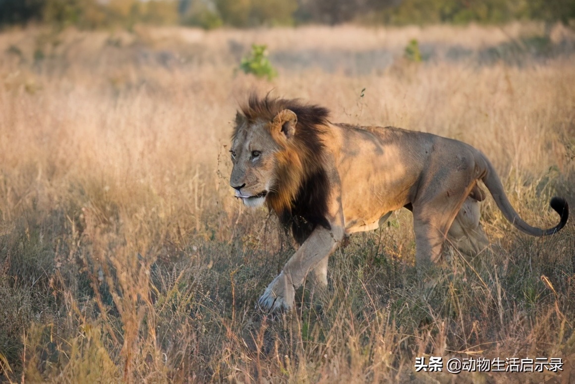 Matt baby-faced lion; his brother died of injury and was unable to ...
