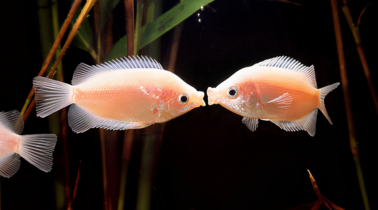 Fourteen kinds of small ornamental fish suitable for novices - iNEWS
