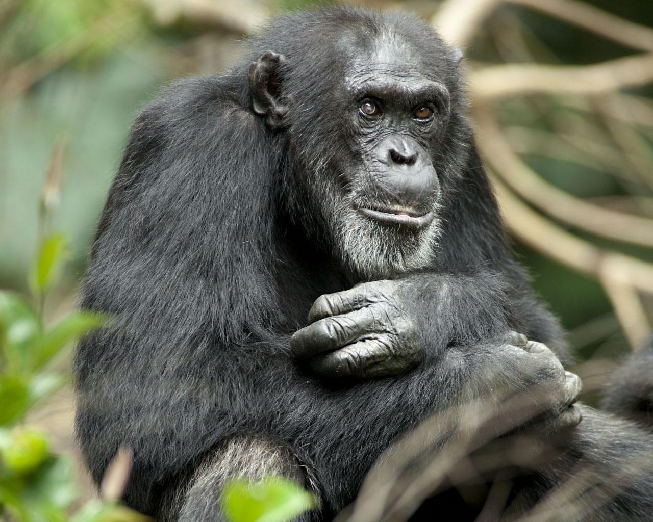 Scientist: Humans all evolved from fish. How did fish evolve into ...