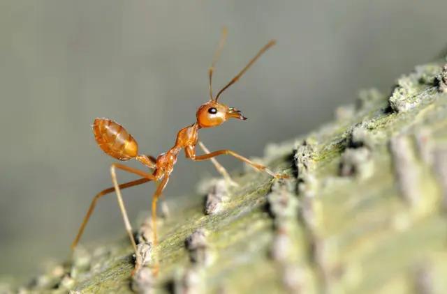 What do humans look like in the eyes of ants, do they look like ...