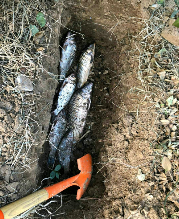 Buried carp and crucian carp in the soil to plant flowers, the "buried ...