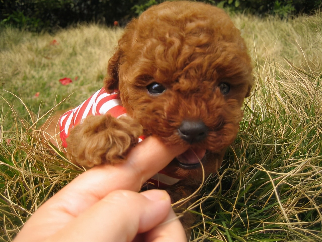 You need to be clear about the reasons why "Teddy" bites - iNEWS