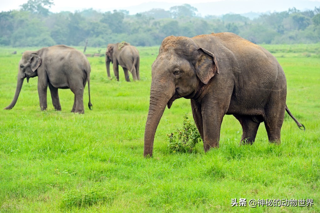 The biggest chewing teeth of an elephant can weigh up to 4 kilograms ...
