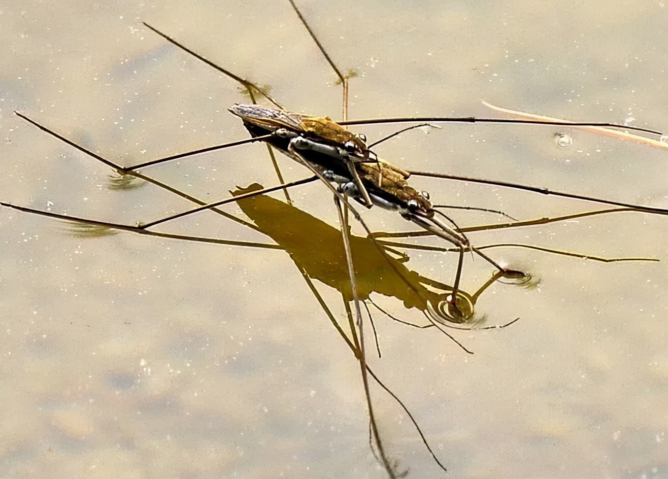 What exactly is this kind of bug that "floats on the water"?Is it a ...