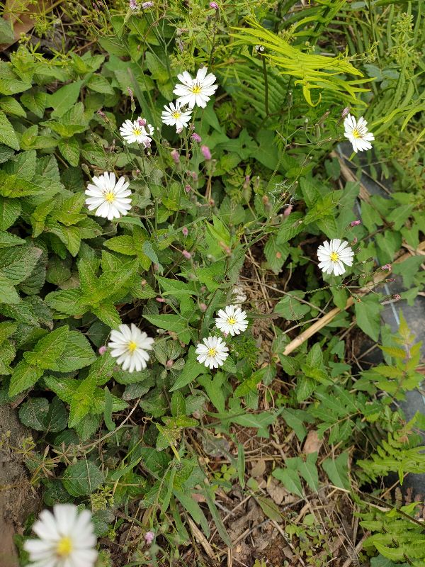 Tour Jianyang Sancha Lake - iNEWS