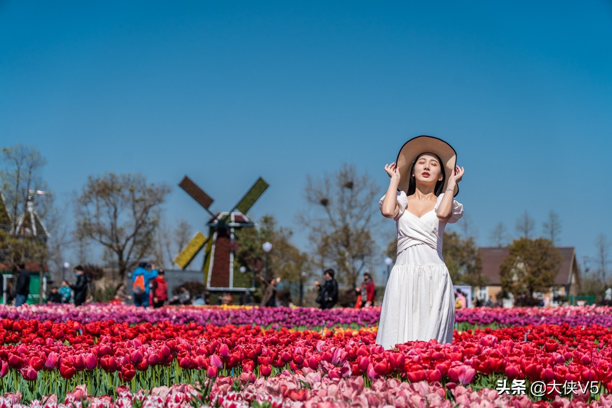 The first sea of tulips in China, over 3,000 acres and more than 30 ...