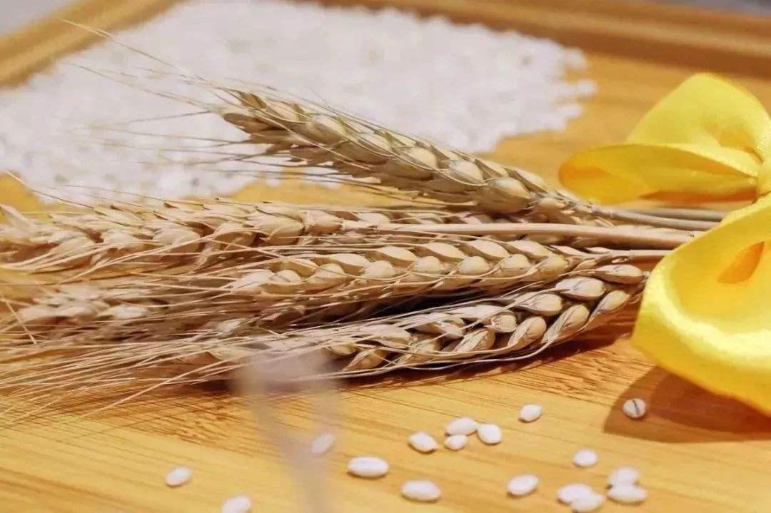 Wheat crops in ancient Egypt: from the vitality of the Nile - iNEWS