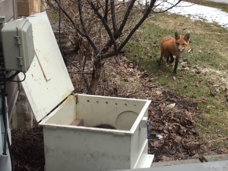 The rescue team took orders to rescue a stray fox, but unexpectedly ...