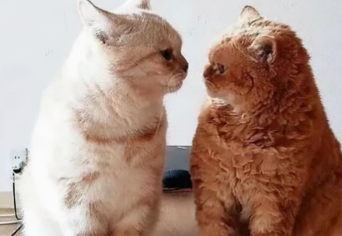 Which is better to have two cats or one cat?Many people don't know, let ...