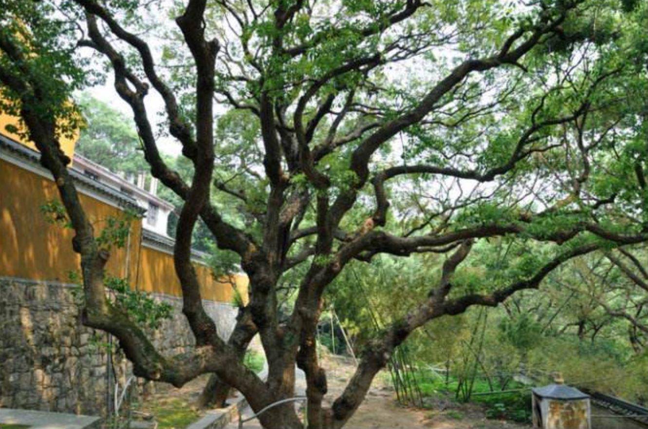 The lonely Earth's only son, Putuo Carpinus, was once a critically ...